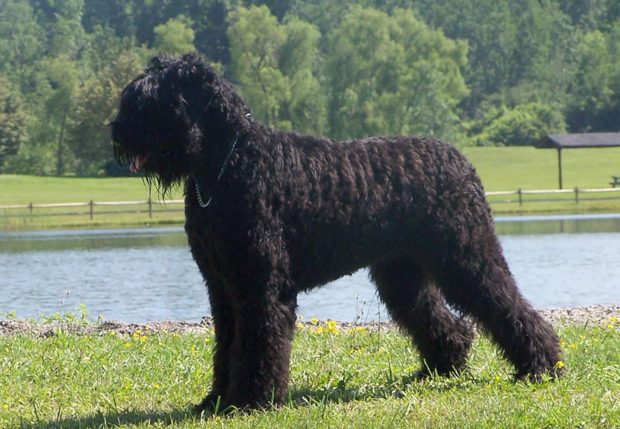 טרייר רוסי שחור (Black Russian Terrier) משקל וגובה, תוחלת חיים, מצב ...